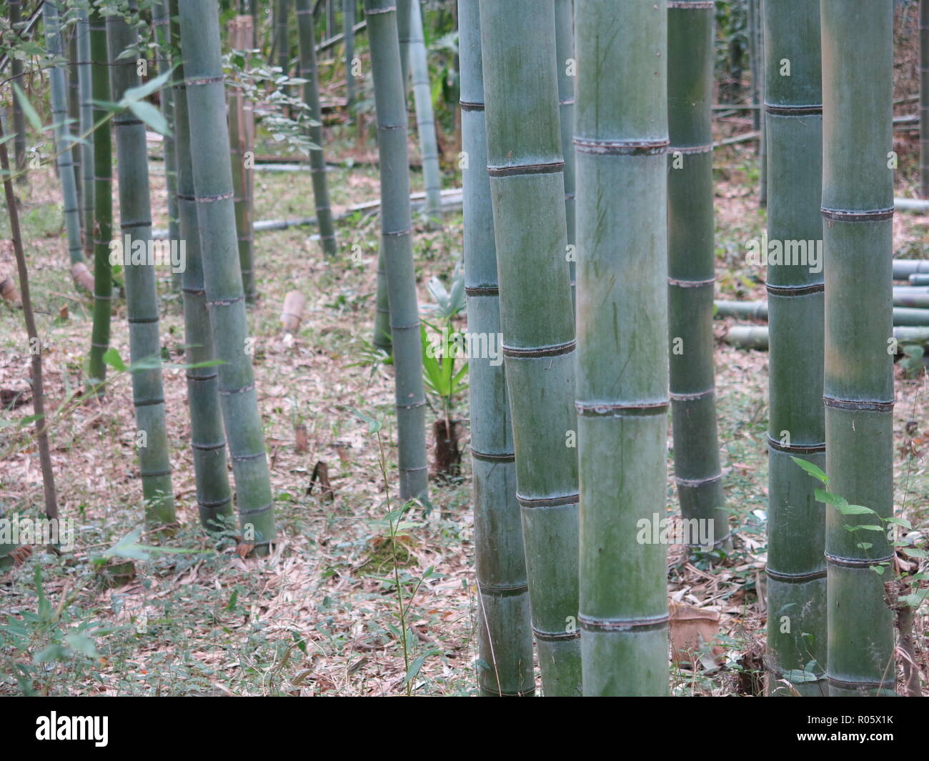The towering tree trunks in Arashiyama Bamboo Grove / Sagano Bamboo ...