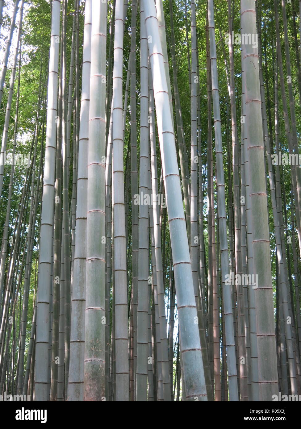 The towering tree trunks in Arashiyama Bamboo Grove / Sagano Bamboo ...