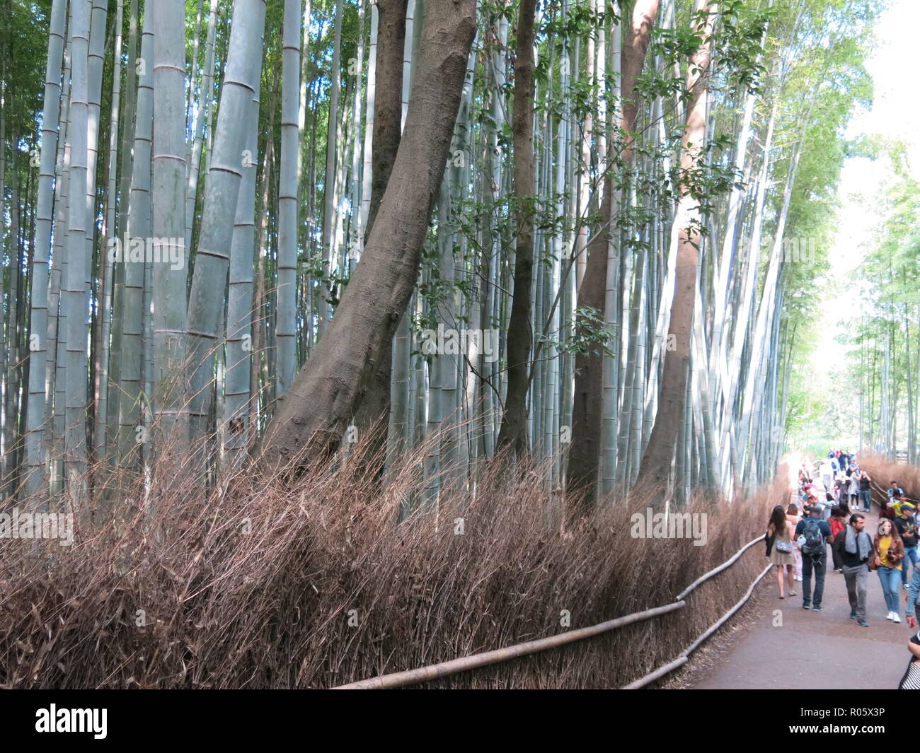 Tourists walking along one of the pathways, dwarfed by the towering ...
