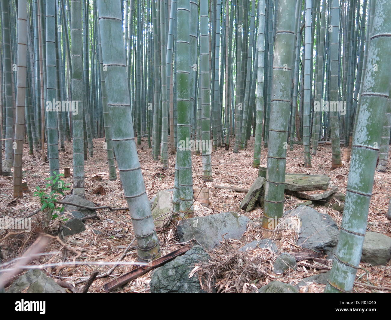 The towering tree trunks in Arashiyama Bamboo Grove / Sagano Bamboo ...