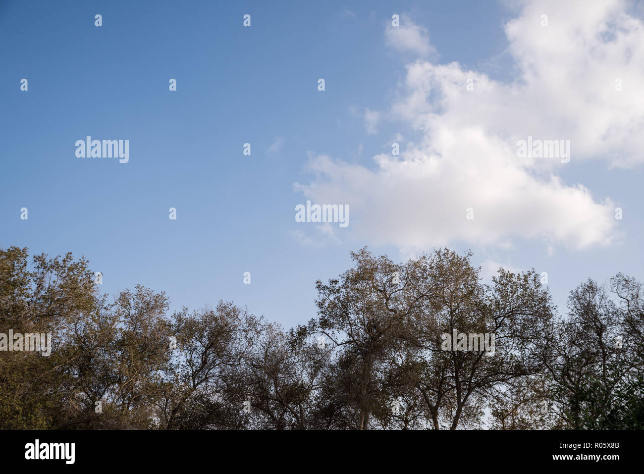 Top branches of tree against cloudy blue sky Stock Photo - Alamy