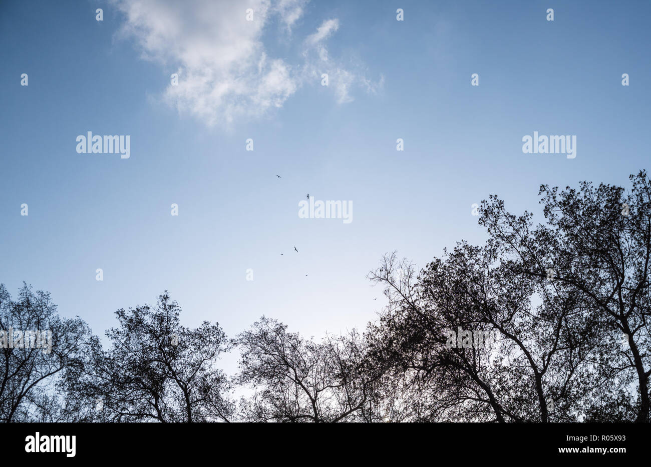 Top branches of tree against cloudy blue sky Stock Photo - Alamy