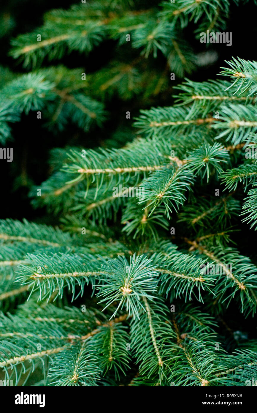 pine tree background Stock Photo - Alamy