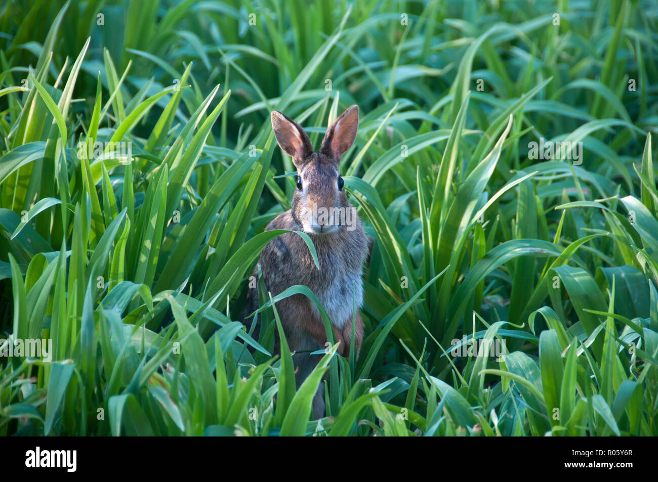 Tall bunny rabbit hi-res stock photography and images - Alamy