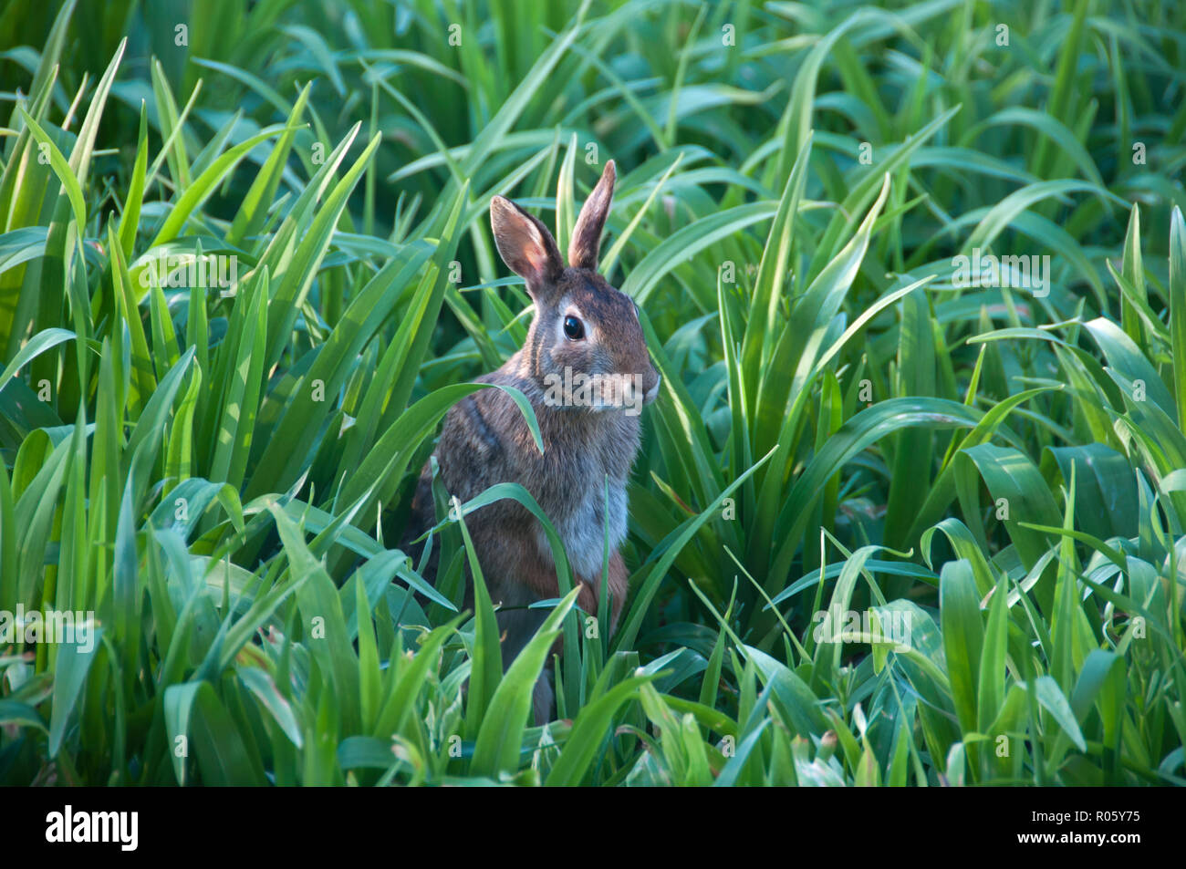 A rabbit sitting in tall grass Stock Photo - Alamy