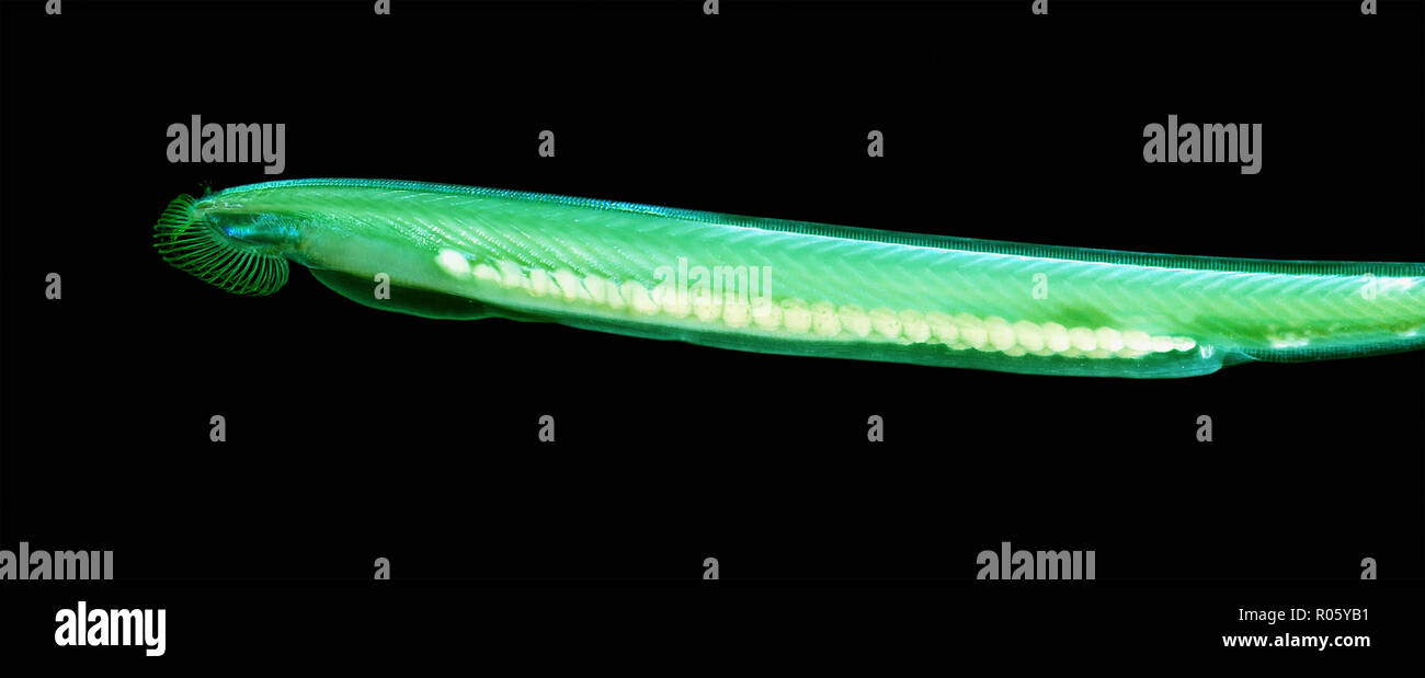 Branchiostoma Lanceolatum High Resolution Stock Photography and Images ...