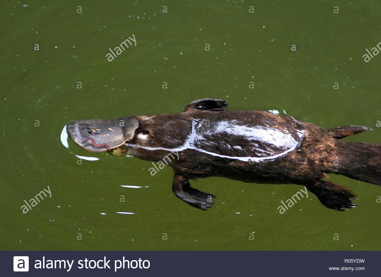 Aquatic Larvae Stock Photos & Aquatic Larvae Stock Images - Alamy
