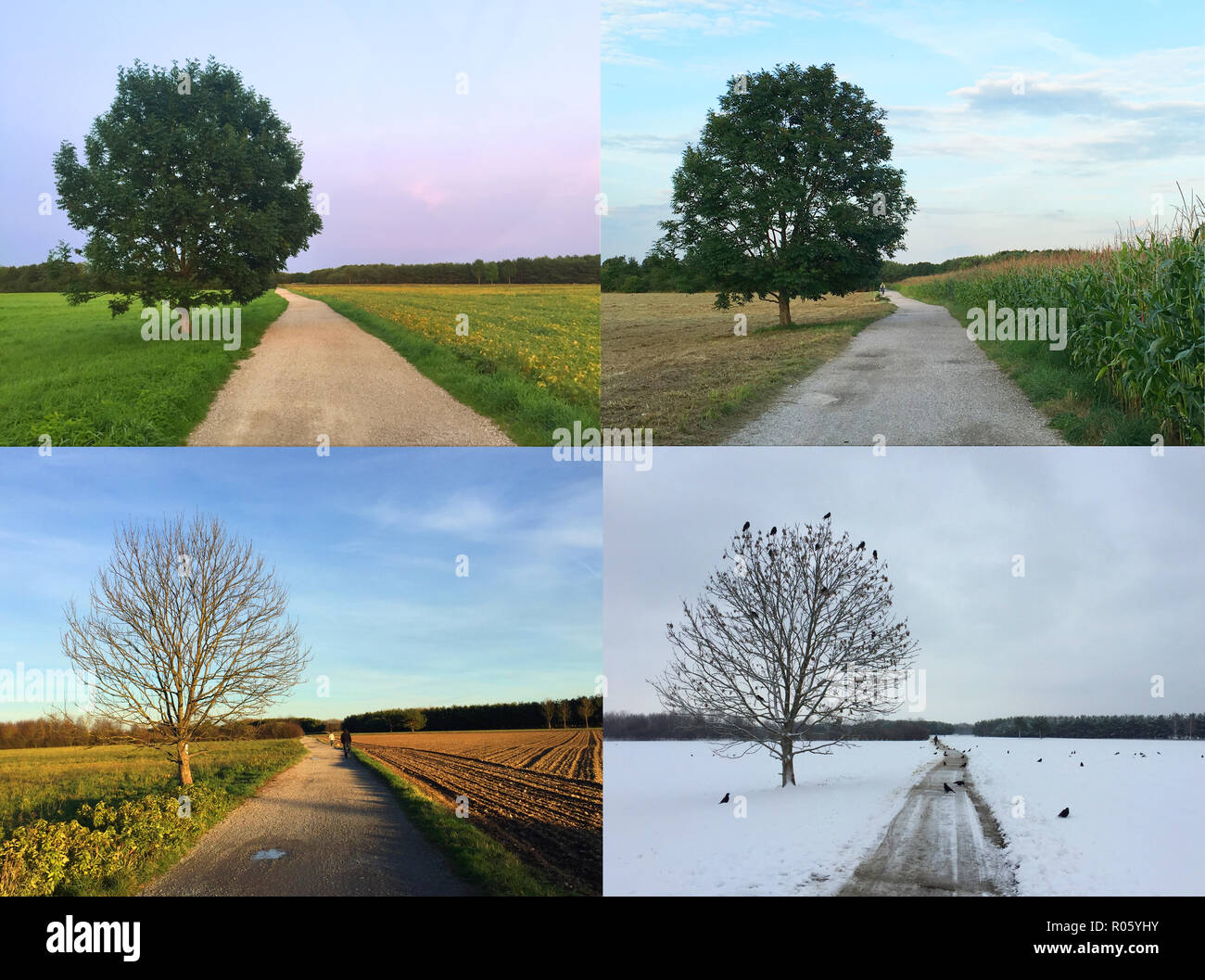 Same Tree Different Seasons