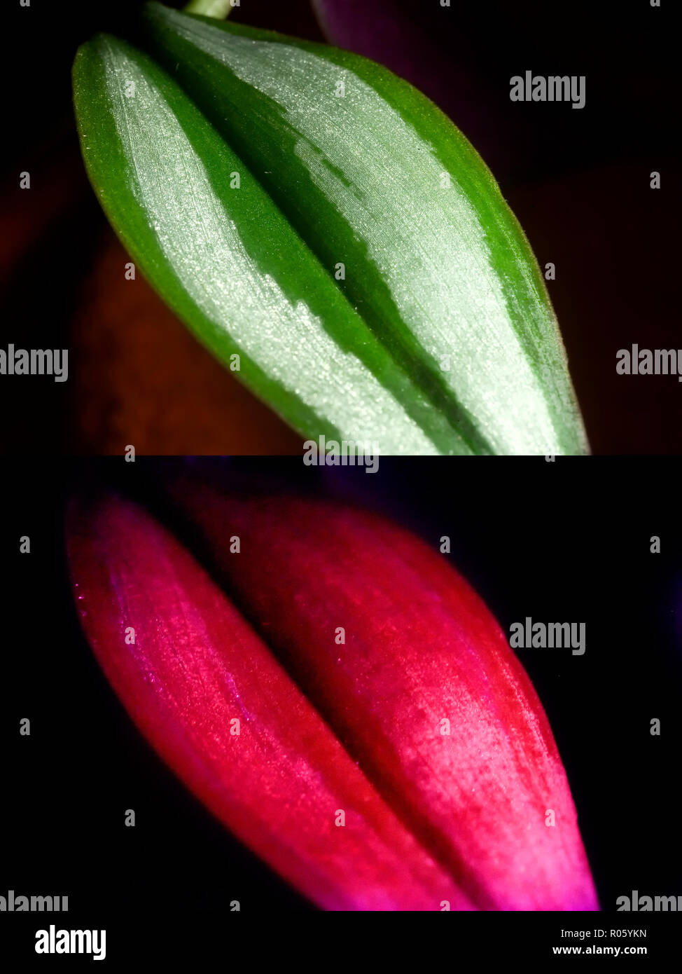Fluorescence Color High Resolution Stock Photography and Images - Alamy