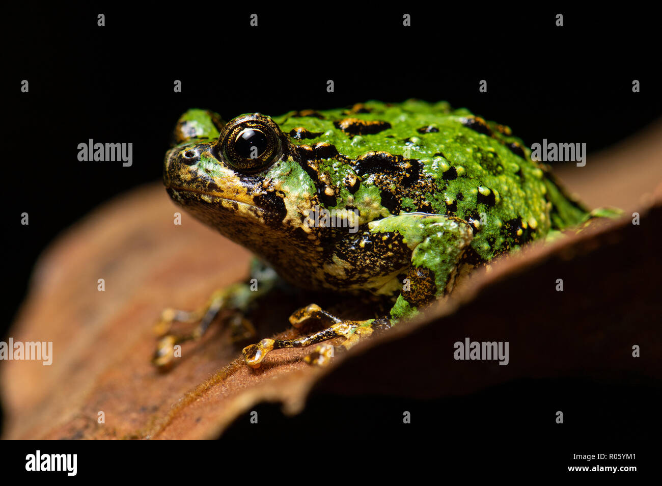 A frog (Scaphiophryne marmorata) in the rainforests of Andasibe ...