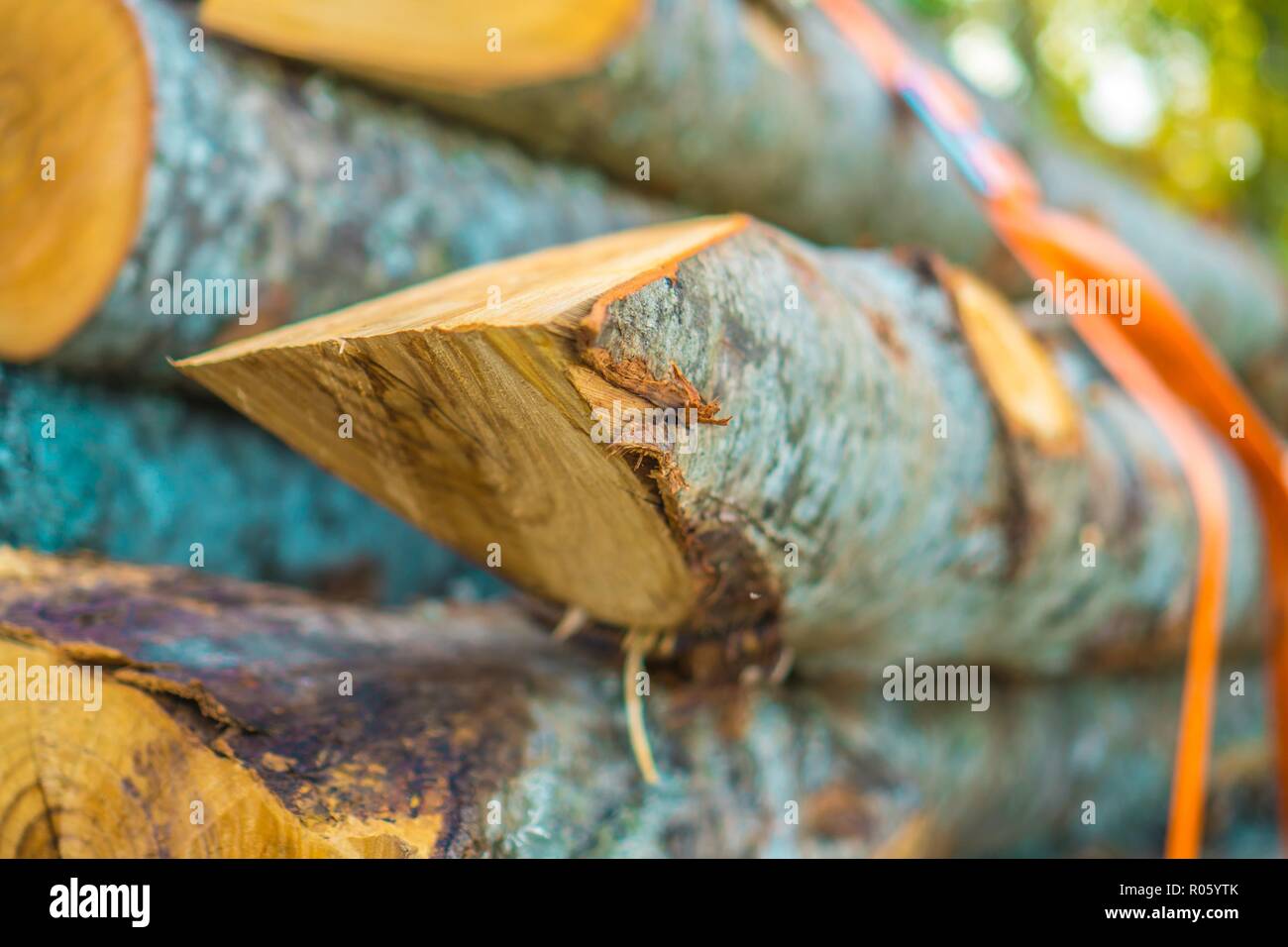 Forest tied together hi-res stock photography and images - Alamy