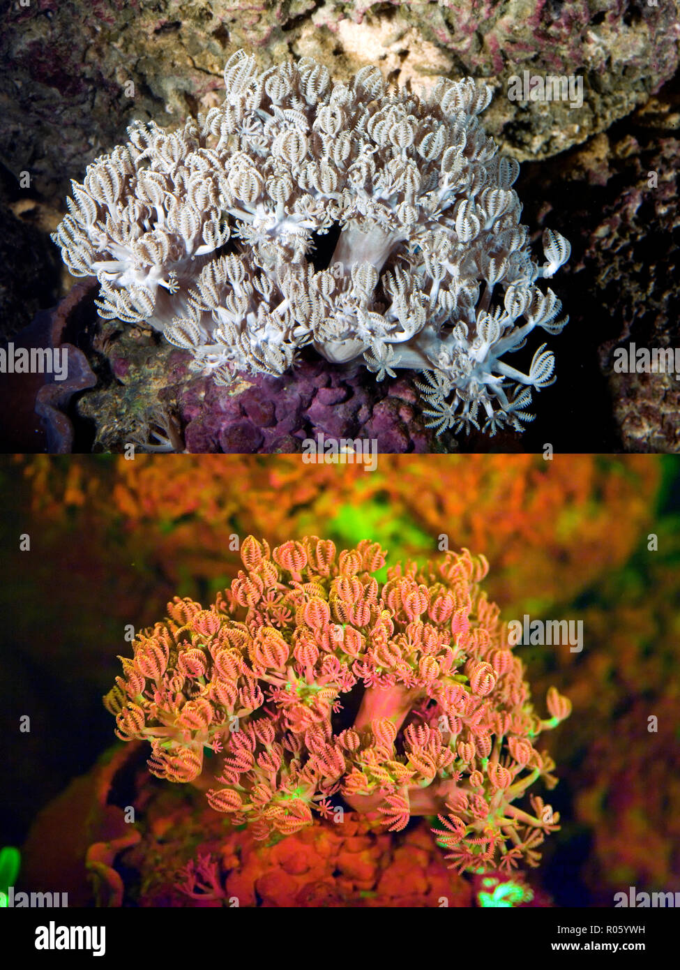 Xenia Sp High Resolution Stock Photography and Images - Alamy