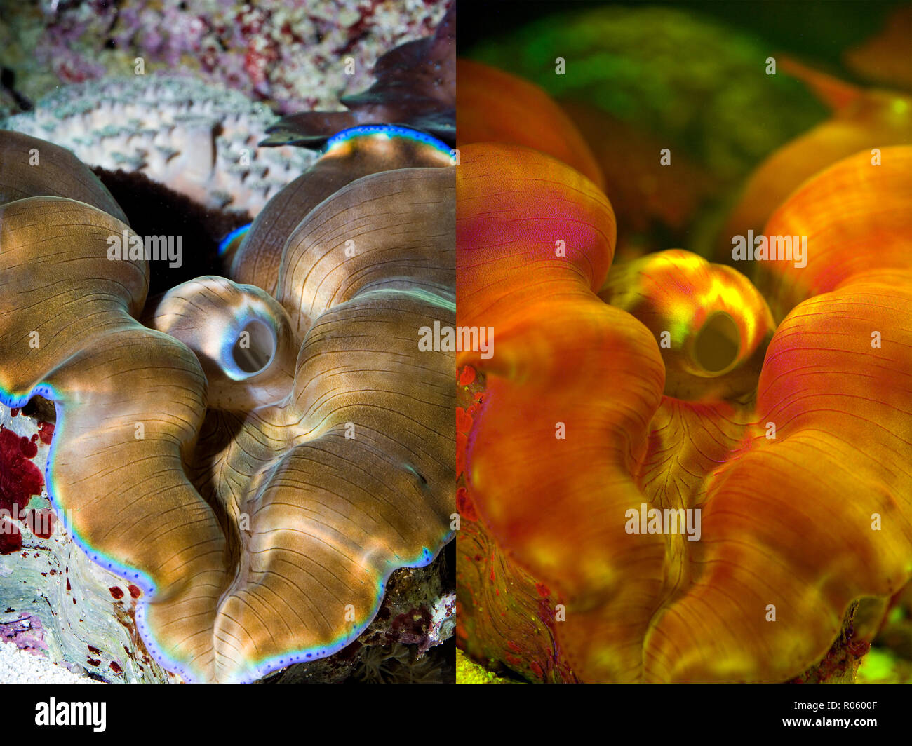 Marine Bivalve High Resolution Stock Photography and Images - Alamy