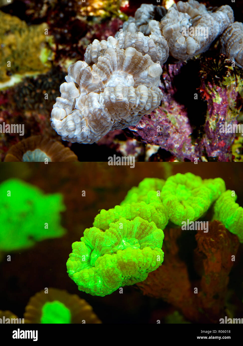 Coral Candy High Resolution Stock Photography and Images - Alamy