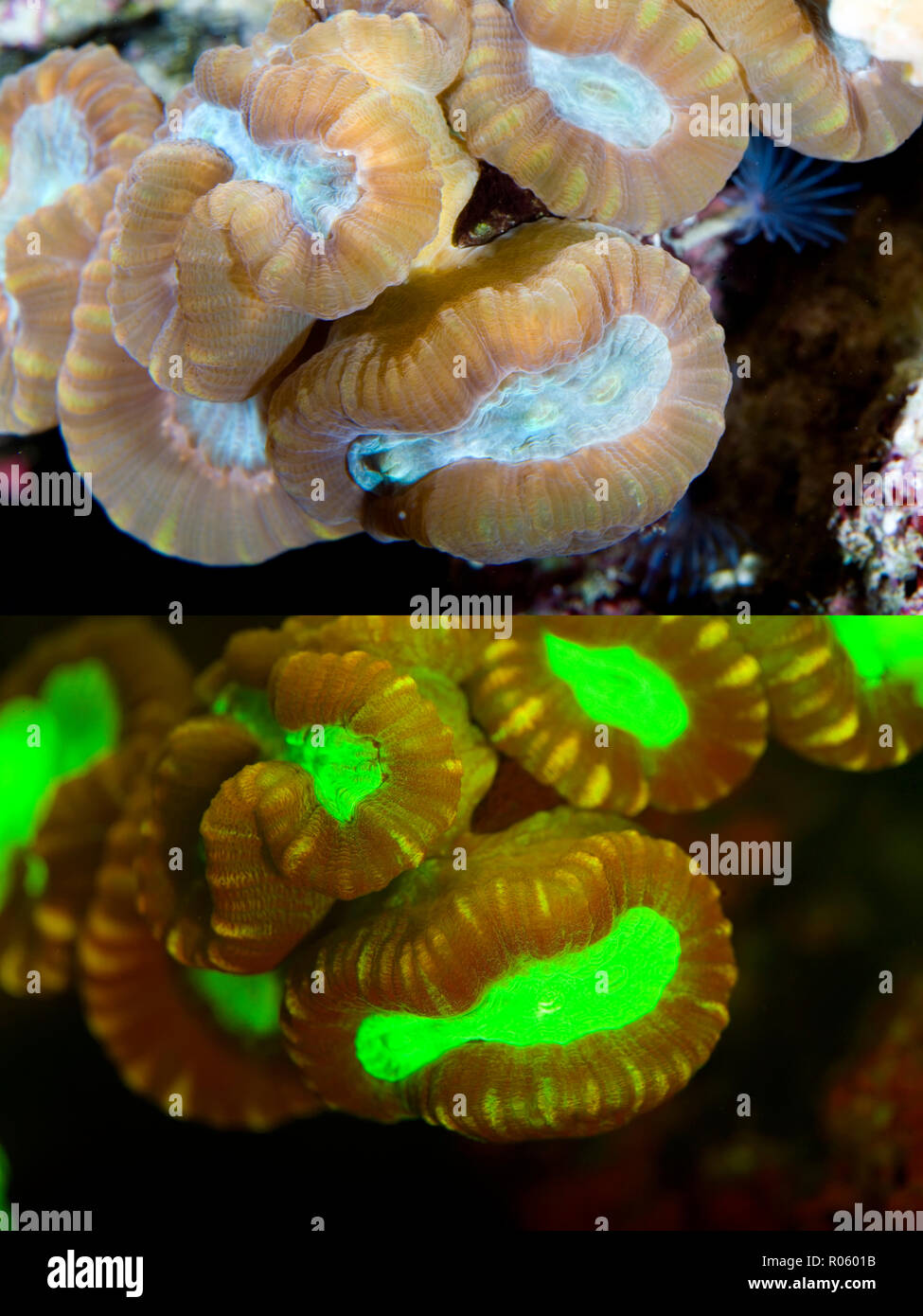 Fluorescent Colour High Resolution Stock Photography and Images - Alamy