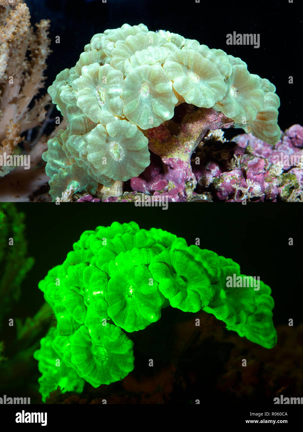 Coral Candy High Resolution Stock Photography and Images - Alamy
