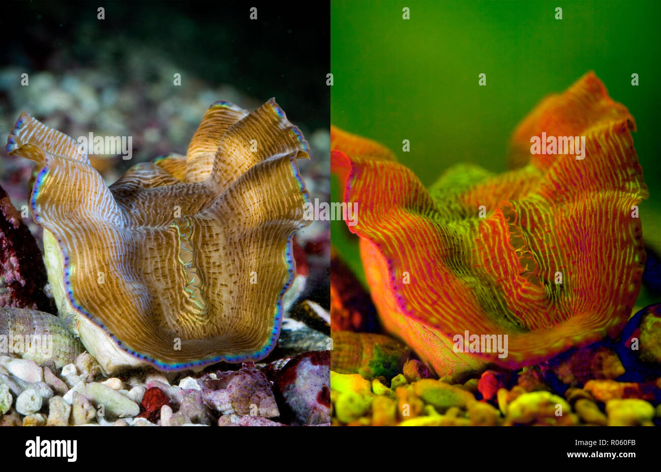 Marine Bivalve High Resolution Stock Photography and Images - Alamy