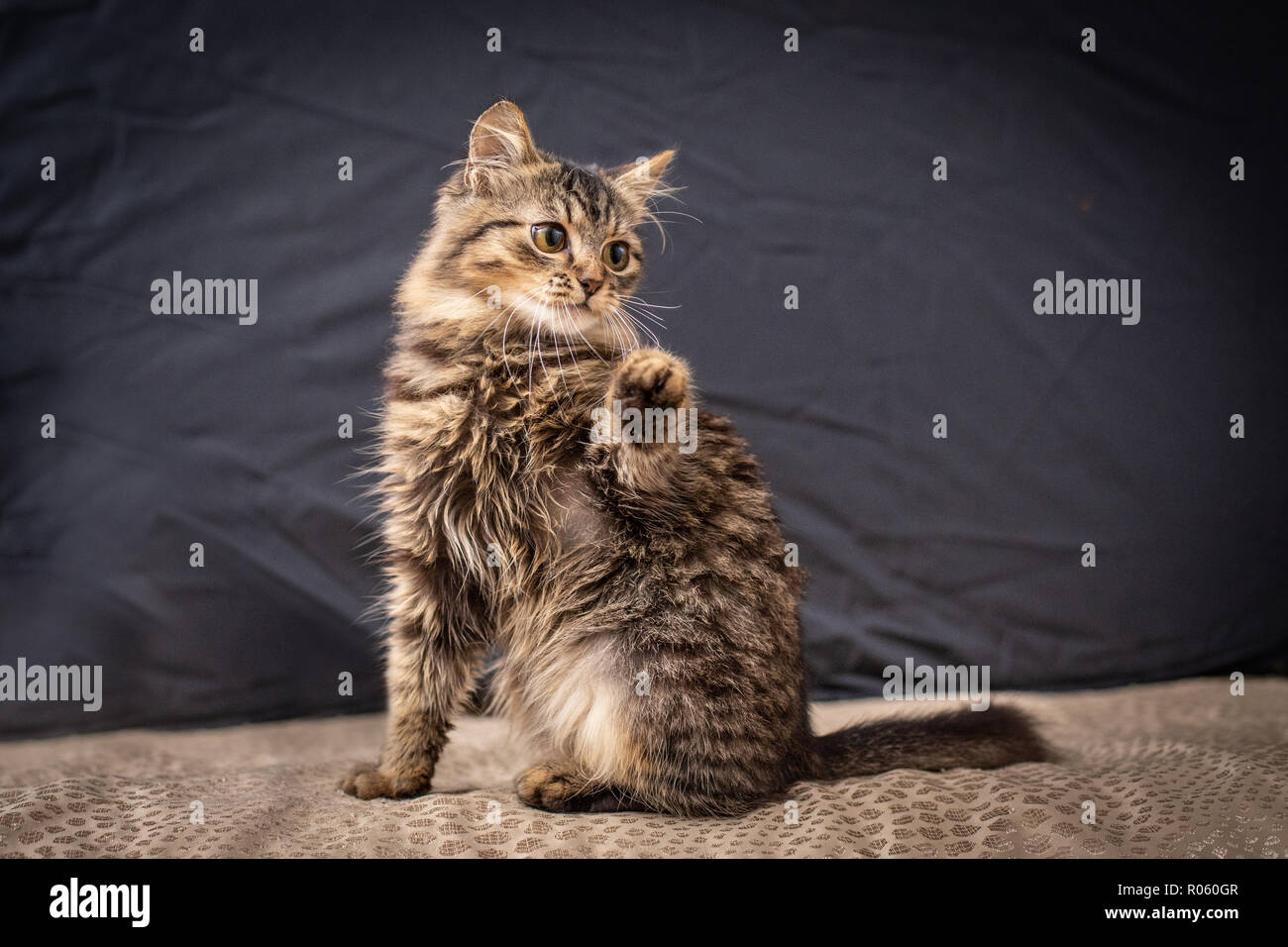 Beautiful fluffy funny cat on the black background Stock Photo - Alamy
