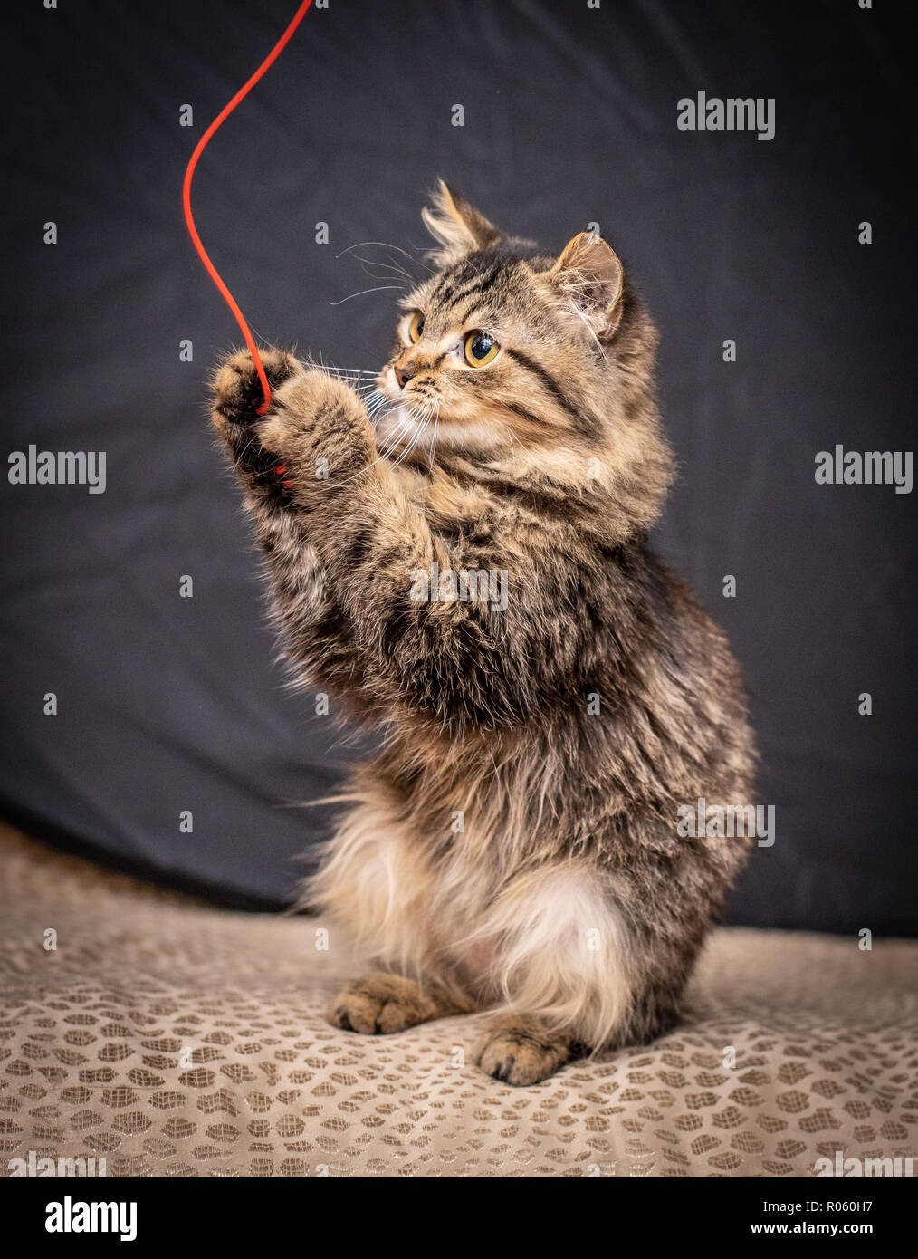 Beautiful fluffy funny cat on the black background Stock Photo - Alamy
