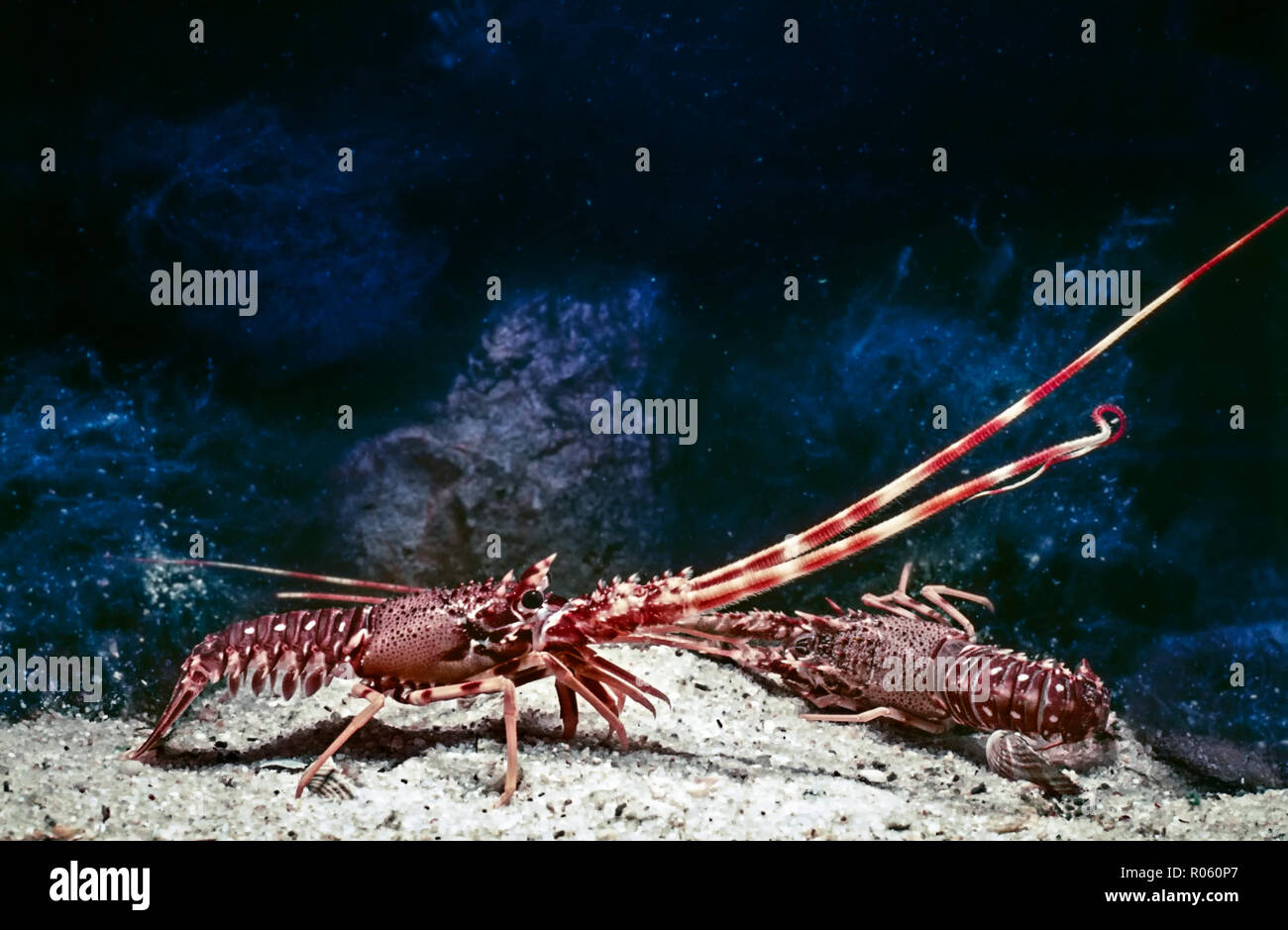 Palinurus Elephas High Resolution Stock Photography and Images - Alamy