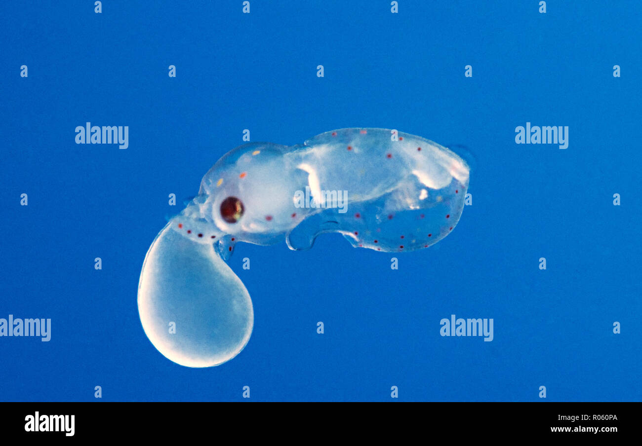 Animal Embryo High Resolution Stock Photography and Images - Alamy