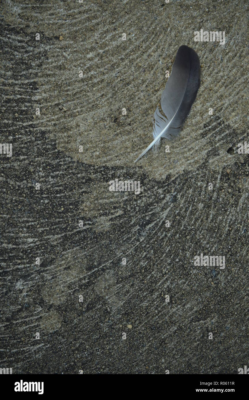 bird feather on concrete ground Stock Photo - Alamy