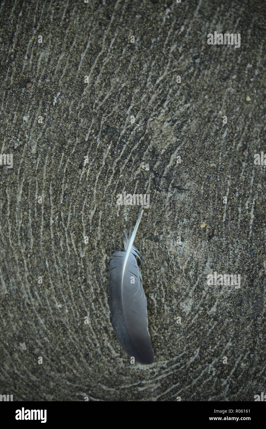 bird feather on concrete ground Stock Photo - Alamy