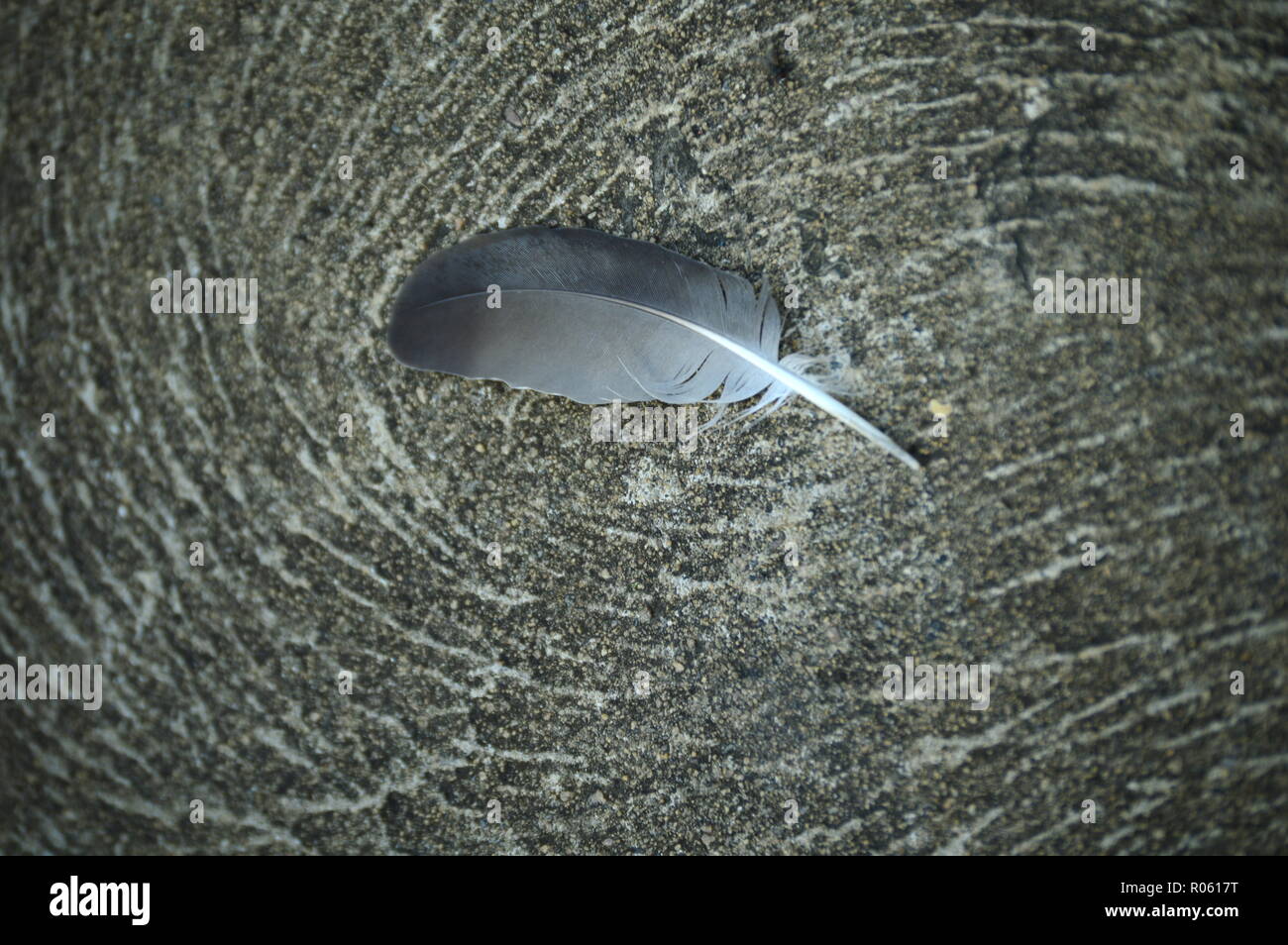 bird feather on concrete ground Stock Photo - Alamy