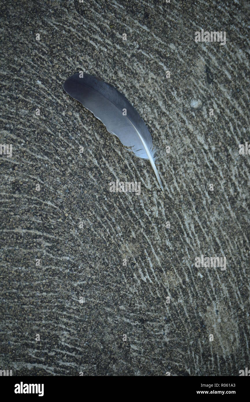 bird feather on concrete ground Stock Photo - Alamy