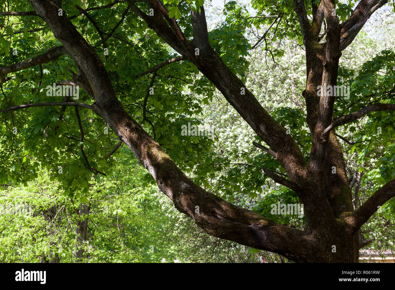 Maple cross section hi-res stock photography and images - Alamy