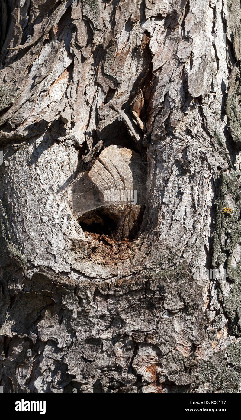 brown tree bark close up in sunny weather, details of the trunk and ...