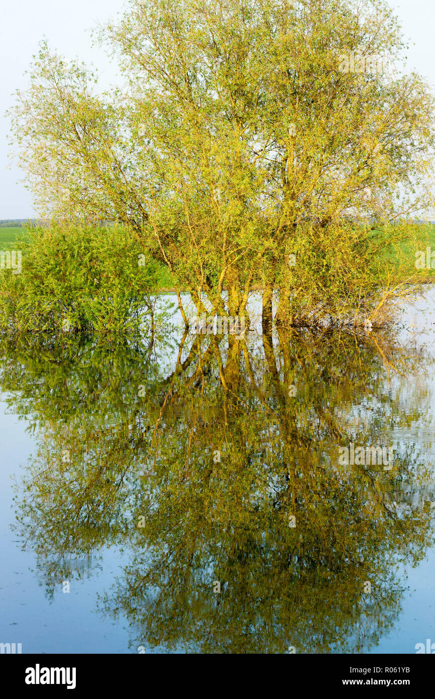 trees on the river bank are reflected in the water, spring landscape ...