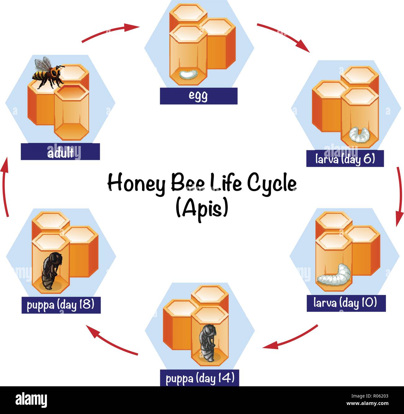 Science honey bee life cycle illustration Stock Vector Image & Art - Alamy
