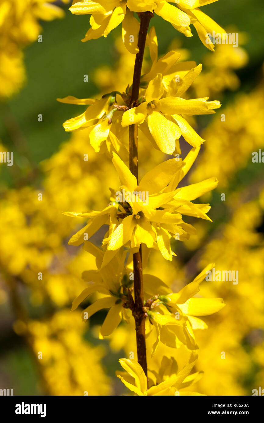 spring shrub with yellow flowers in spring, small depth of field Stock ...