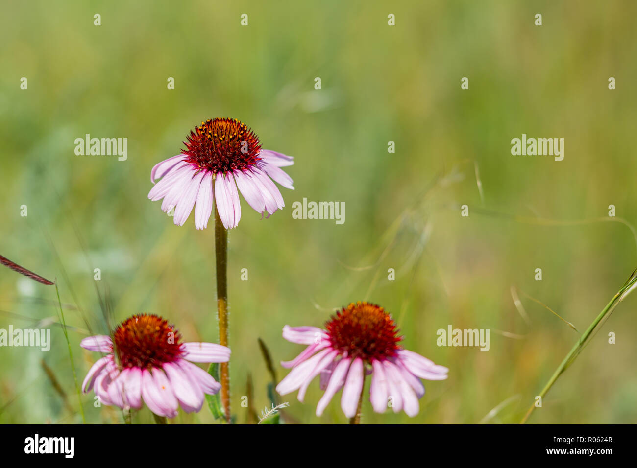 Pink flowers orange brown cone hi-res stock photography and images - Alamy