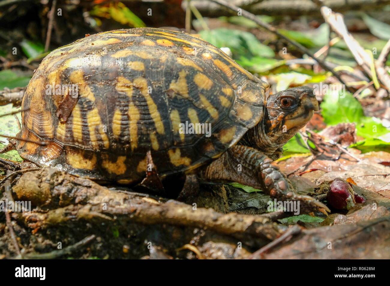Eastern box turtle shell pattern hi-res stock photography and images ...