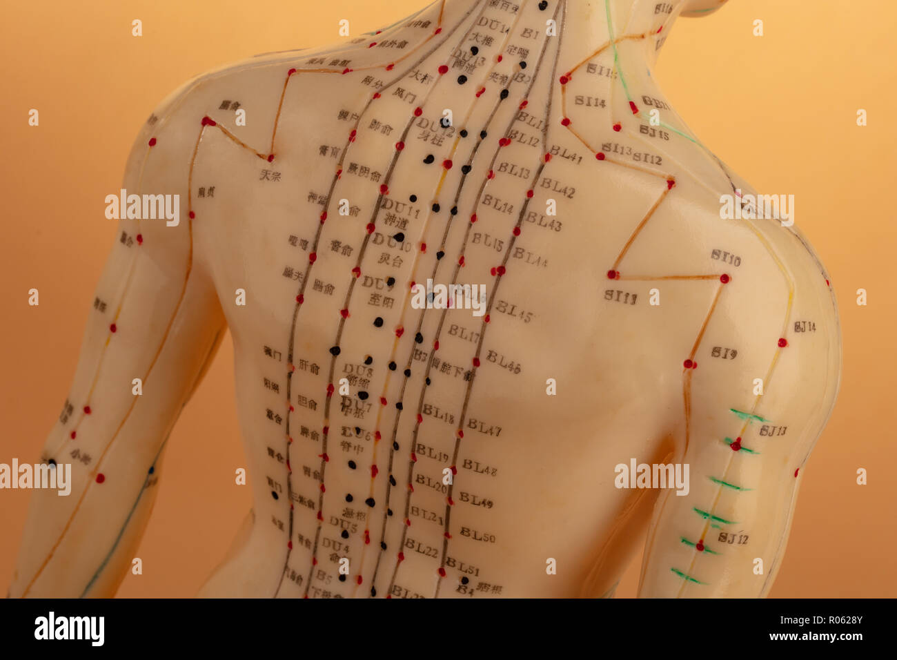 Acupuncture Model isolated on beige background Stock Photo - Alamy
