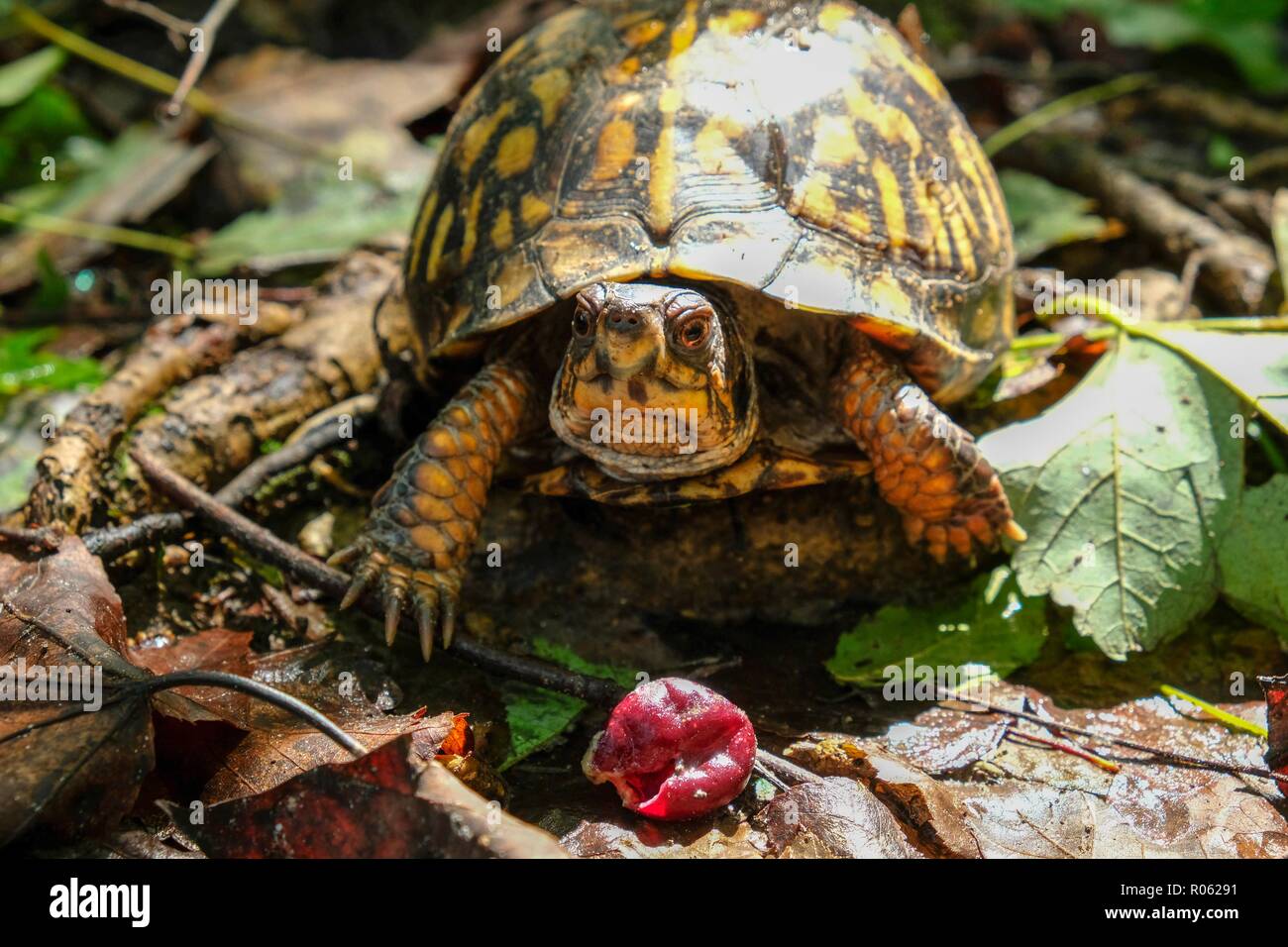 A front view of an eastern box turtle feasts on a muskadine grape on ...
