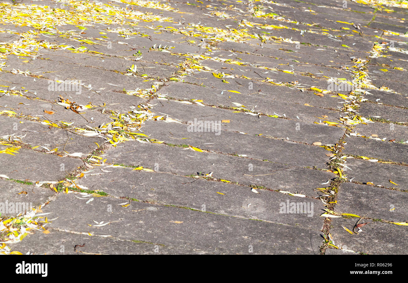 square-shaped concrete slabs on which foliage lays in autumn fall ...