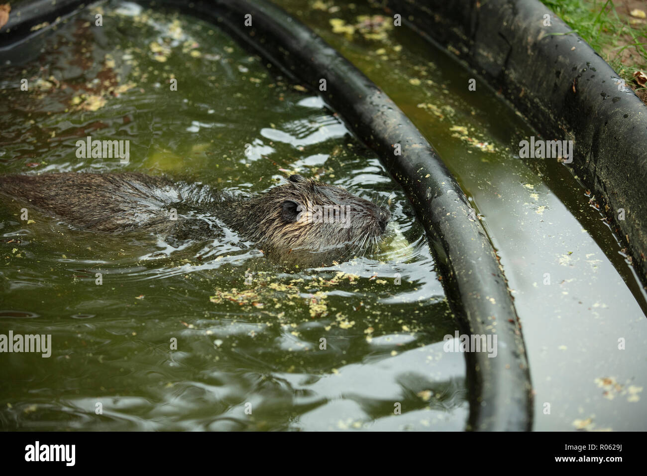 A nutria, tail beaver swiming in his destrict Stock Photo - Alamy