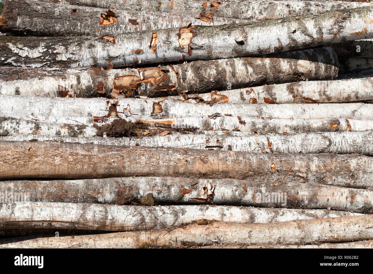 striped birch trunks during harvesting for construction Stock Photo - Alamy