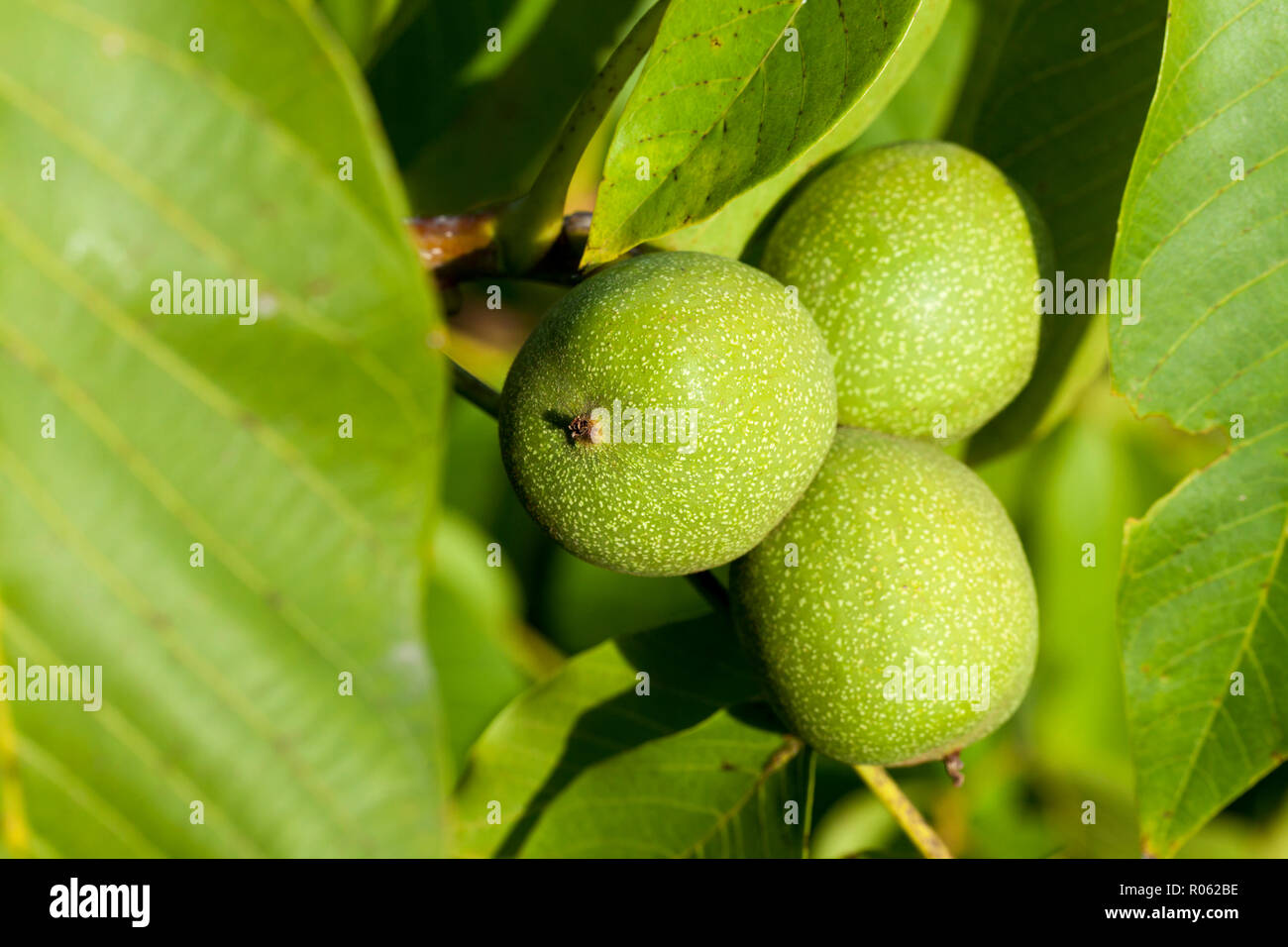 Walnut hanging on the tree hi-res stock photography and images - Alamy