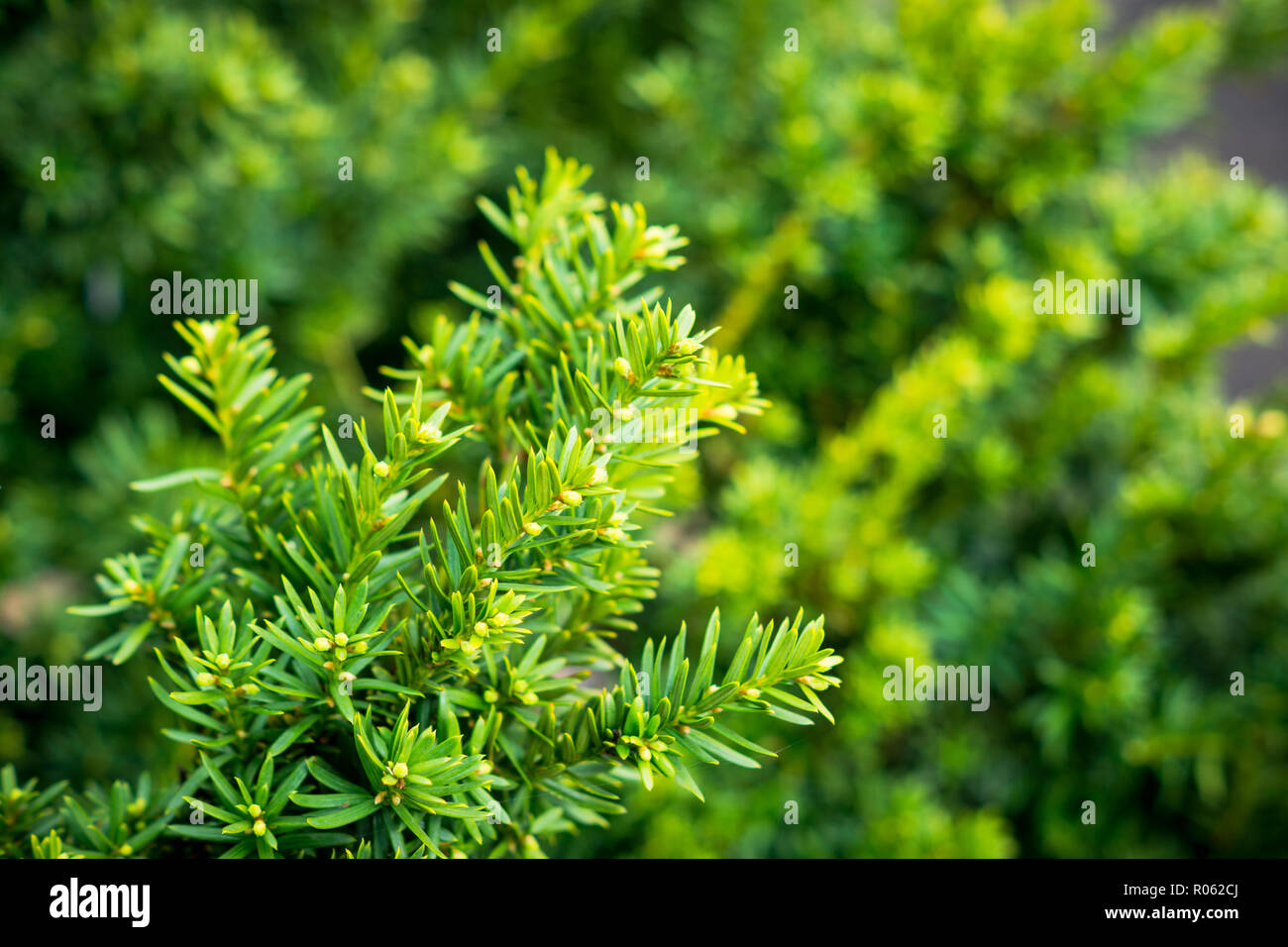 Taxus baccata (Yaw tree) bush in the garden. Selective focus Stock ...