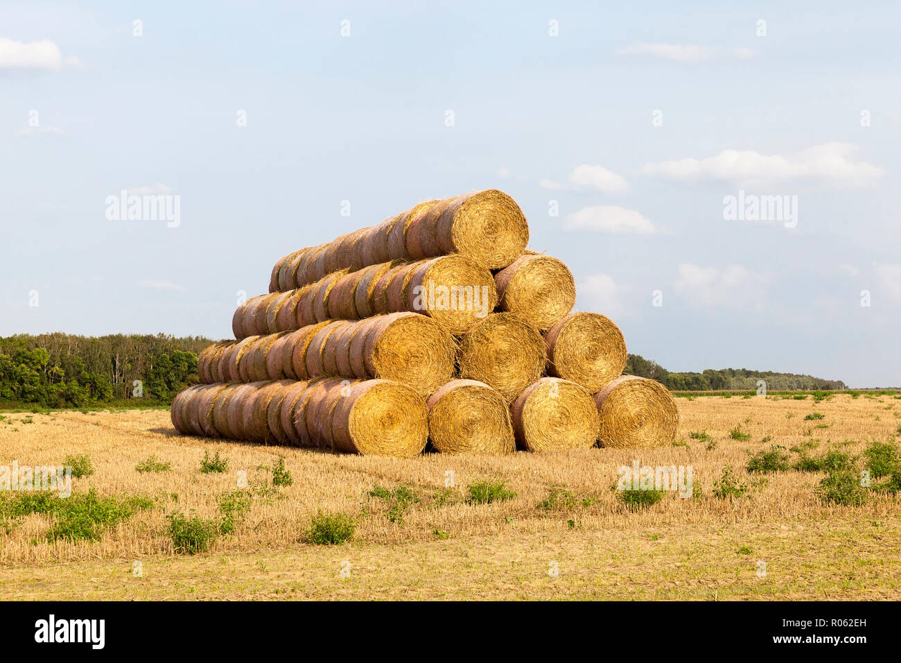 stacks of straw stacked together for winter storage, summer landscape ...