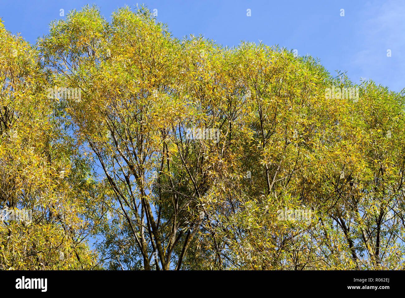 autumn foliage on the canopy of trees against the blue sky, summer ...