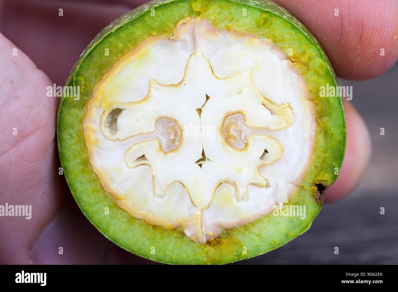 Natural walnut structure hi-res stock photography and images - Alamy