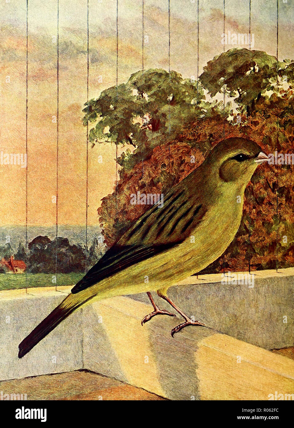 Green bird drawing hi-res stock photography and images - Alamy