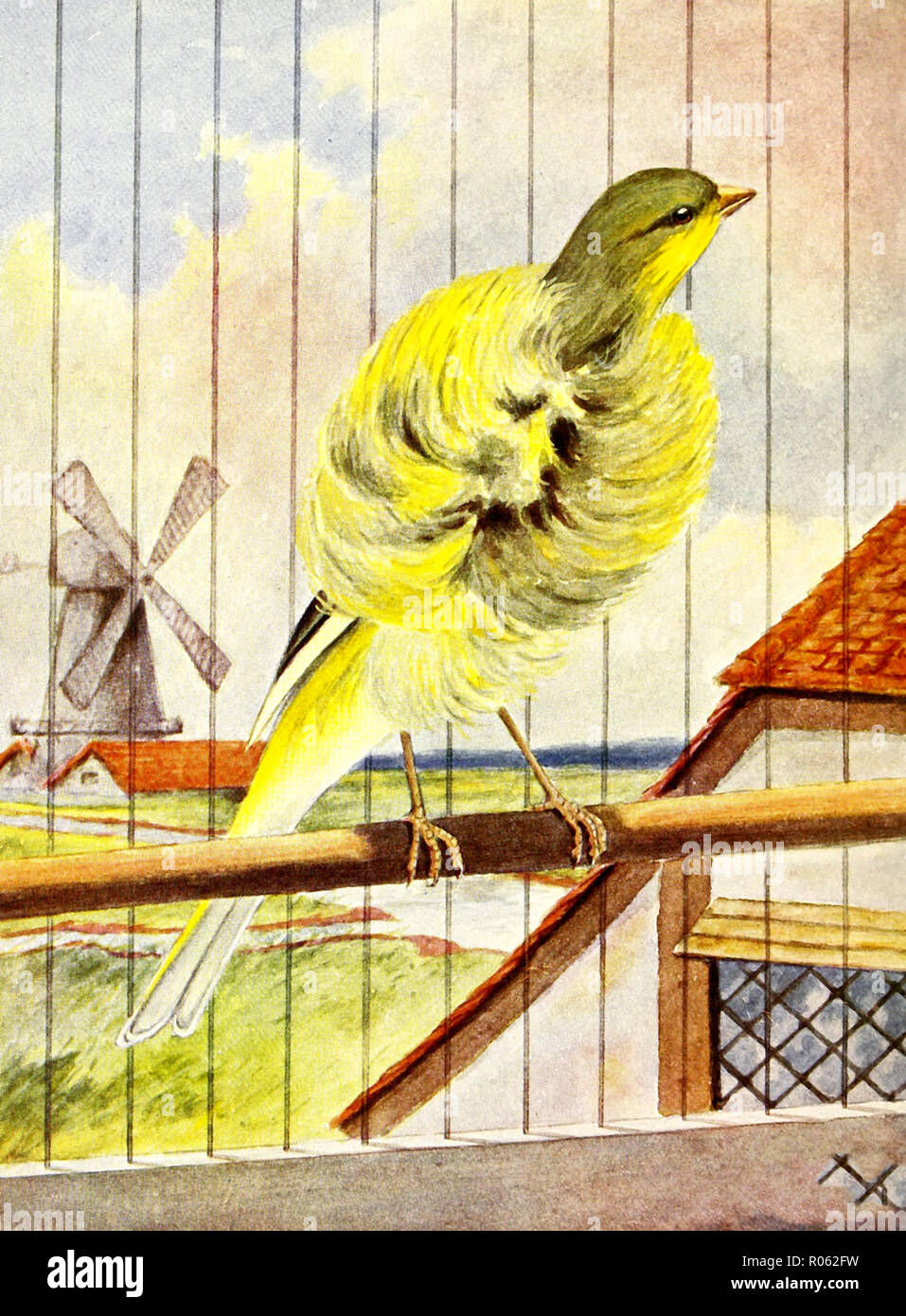 The Dutch Frill Canary - A variety much in favor on the Continent ...