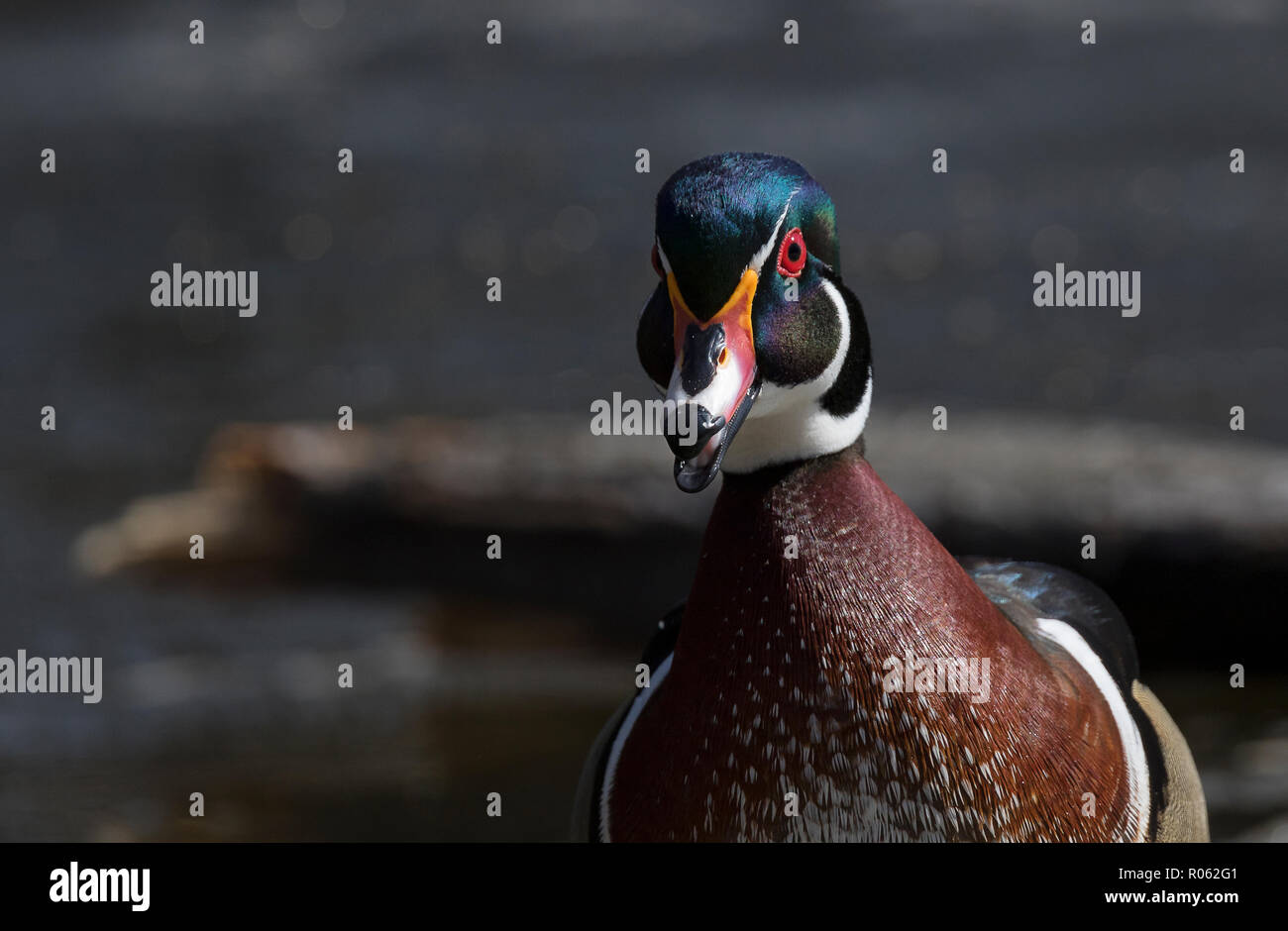 Wood duck up close Stock Photo - Alamy