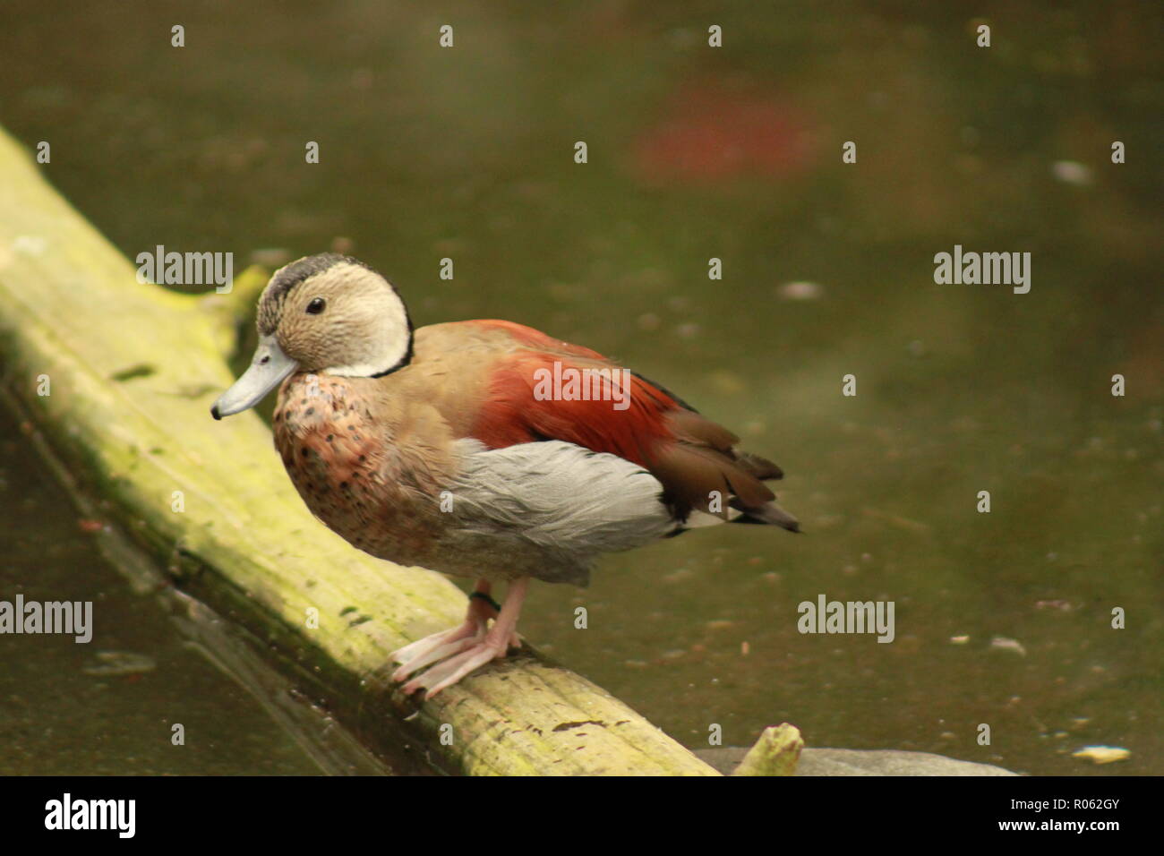 Nc zoo aviary hi-res stock photography and images - Alamy